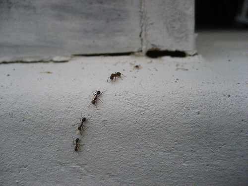 Dealing With An Ant Infestation