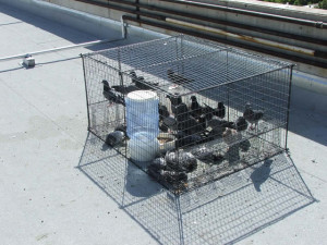 3 Effective Pigeon Deterrents that Work