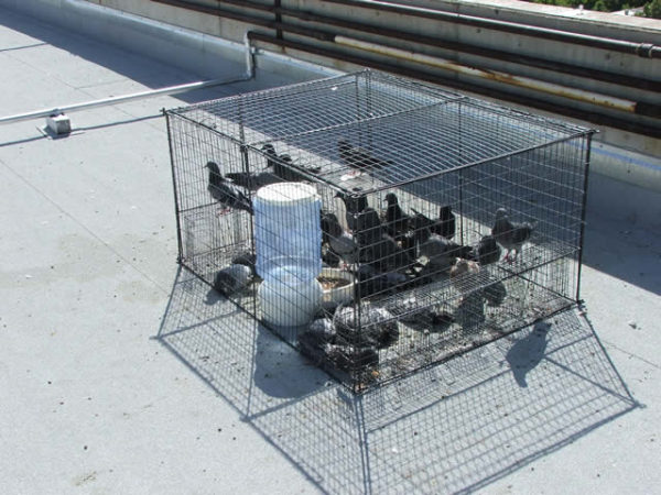 3 Effective Pigeon Deterrents that Work