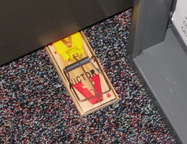How To Deal With Mice in The Office