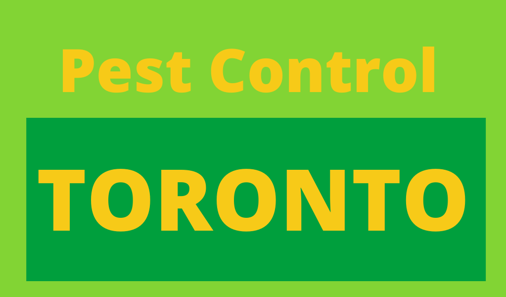Mice Removal Toronto | Mouse Exterminators Toronto Mice Removal Toronto | Mouse Exterminators Toronto